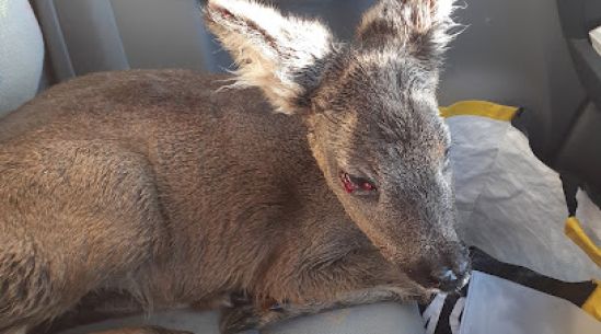 SSPCA National Wildlife Rescue Centre at Fishcross reviews in Alloa ...