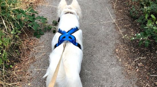 Mosborough Kennels at Quarry Hill reviews in Sheffield, Yorkshire and ...