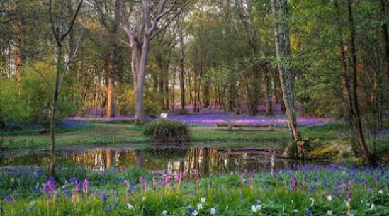 Arlington Bluebell Walk & Farm Trail Tourist Attraction at Bates Green ...