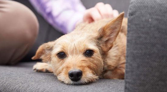 The 10 Best Veterinarians in Swansea, Wales reviews