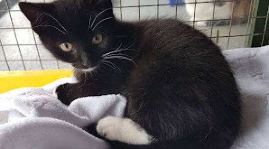 Cats Protection - Arbroath & Central Angus Adoption Centre Charity at ...