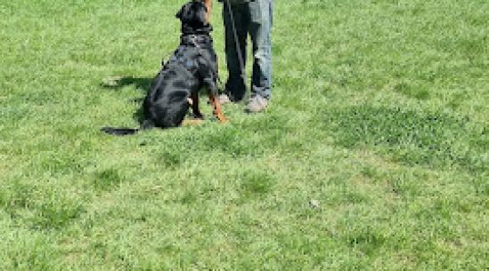 Dog Training Centre of Excellence Pet Trainer at Frieze Hall Farm ...