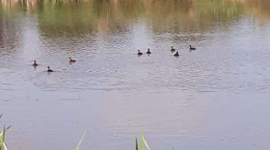 Old Hough Coarse Fishery Fishing Pond at Forge Mill Lane reviews in ...