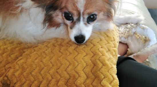 Cardiff PDSA Pet Hospital at Nettlefold Rd reviews, Wales