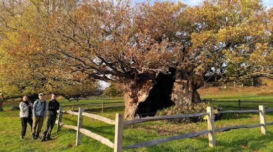 Queen Elizabeth I Oak Historical Landmark reviews in Midhurst, South ...